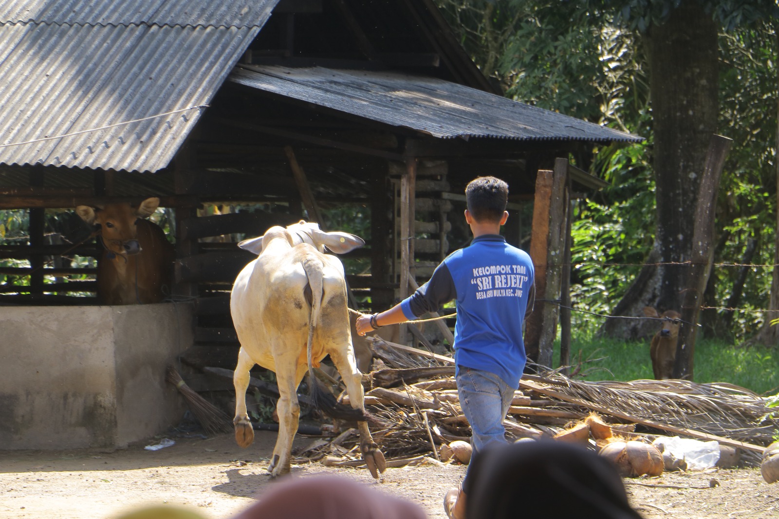 Pj. Bupati Tala Serahkan Bantuan Hibah Ternak Sapi dan Gudang Pj. Bupati Tala Serahkan Bantuan Hibah Ternak Sapi dan Gudang